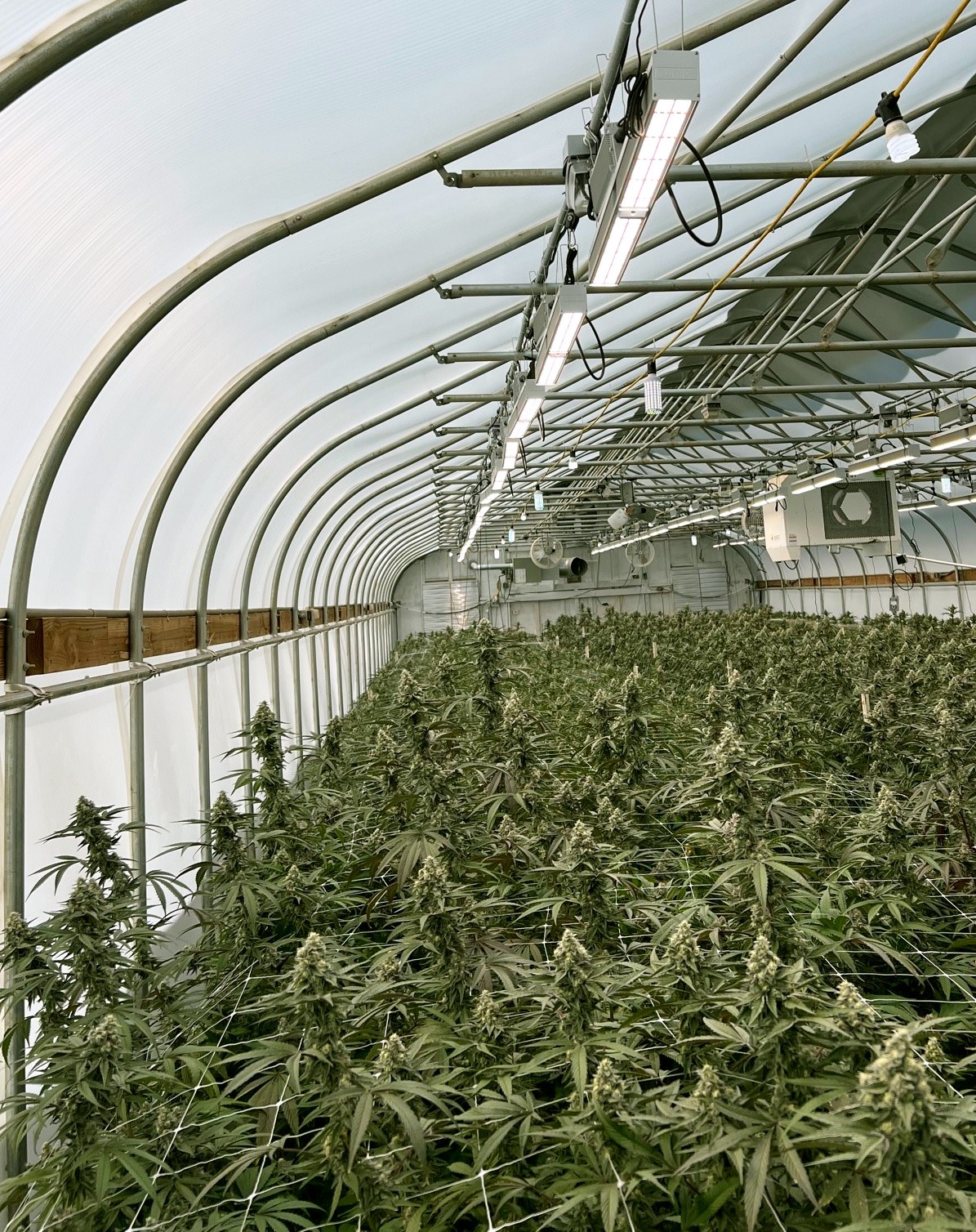 Grow Cannabis in a Greenhouse and Reduce Costs